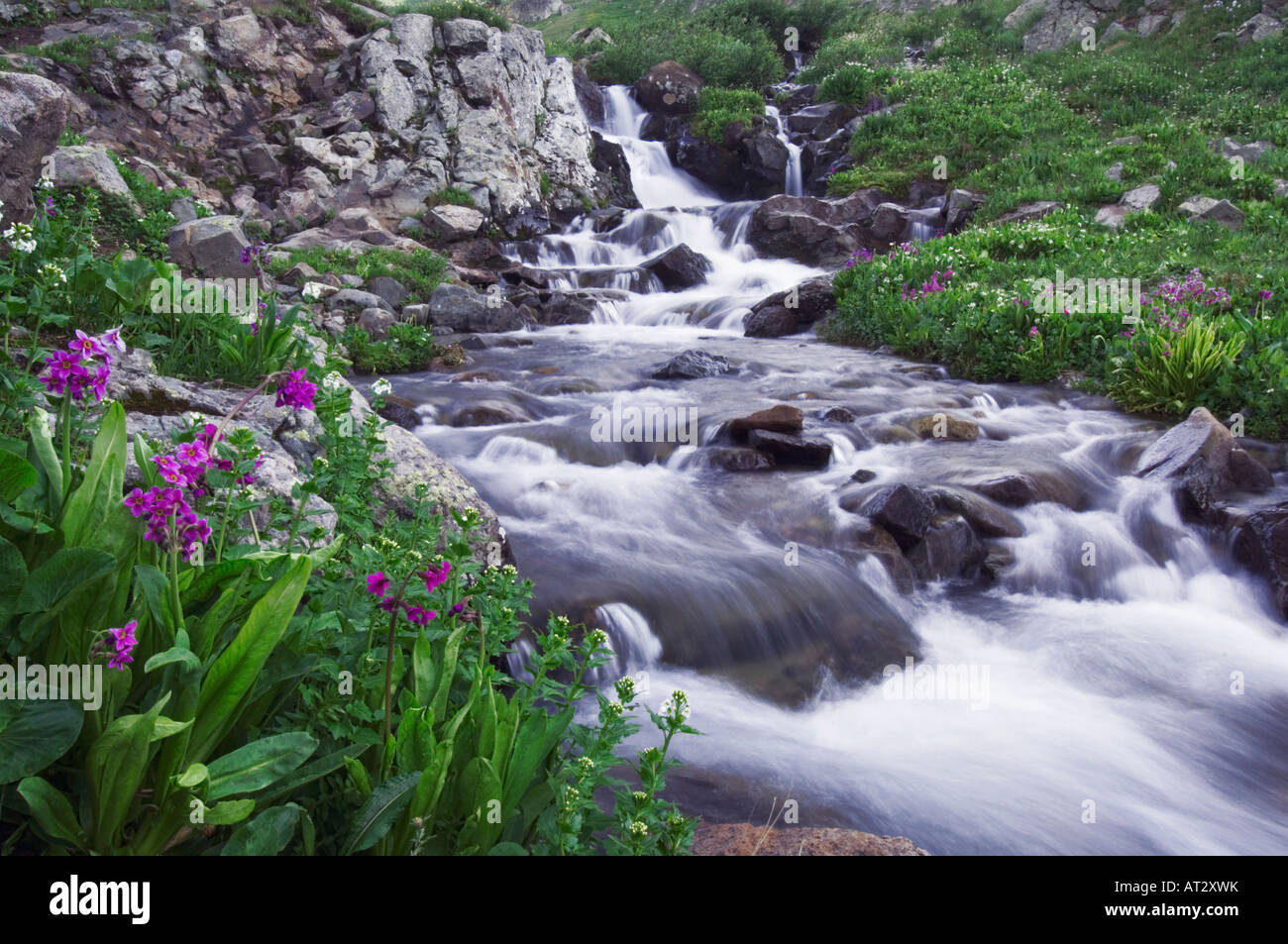 Mountain stream and wildflowers Parry s Primrose Primula parryi Ouray ...