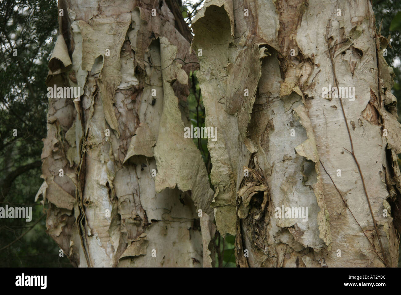 Paper bark tree hi-res stock photography and images - Alamy