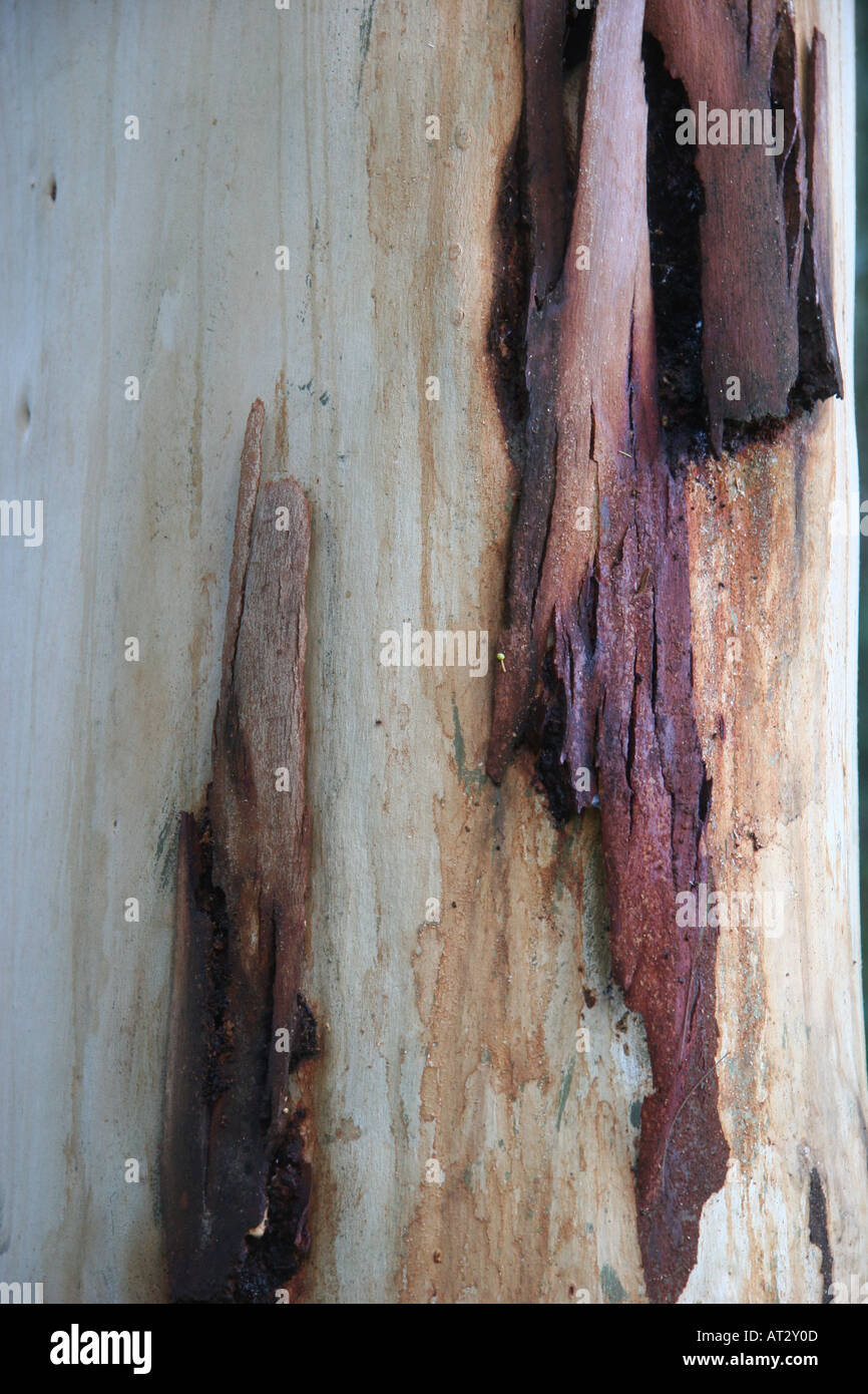 Australian Tree Bark Stock Photo - Alamy
