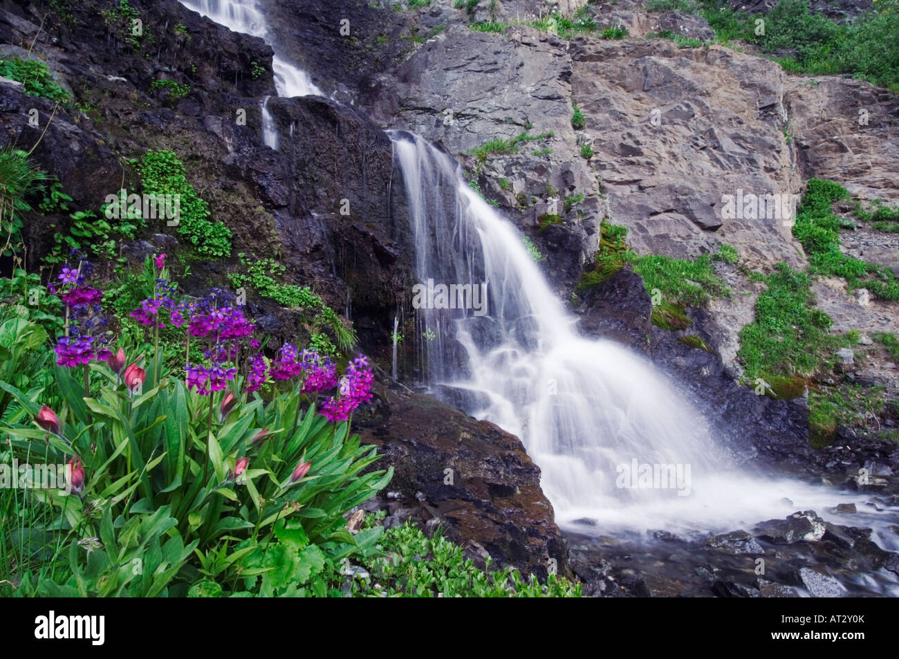Waterfall and wildflowers in alpine meadow Parry s Primrose Primula ...