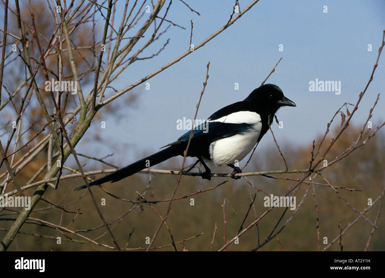pie bavarde Elster Magpie Pica pica perched animals Asia Asien Aves ...