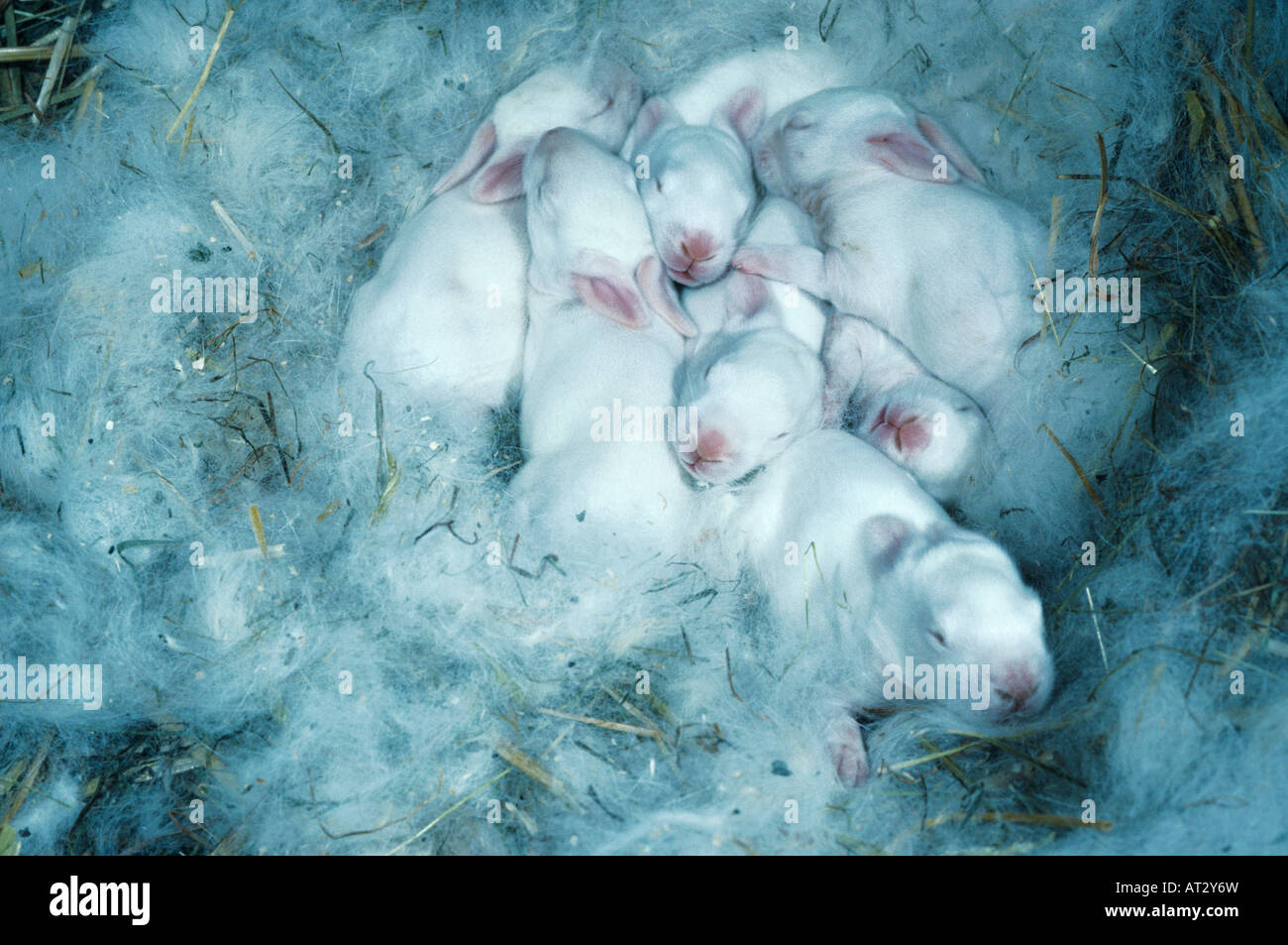 Nesting in captivity hi-res stock photography and images - Alamy