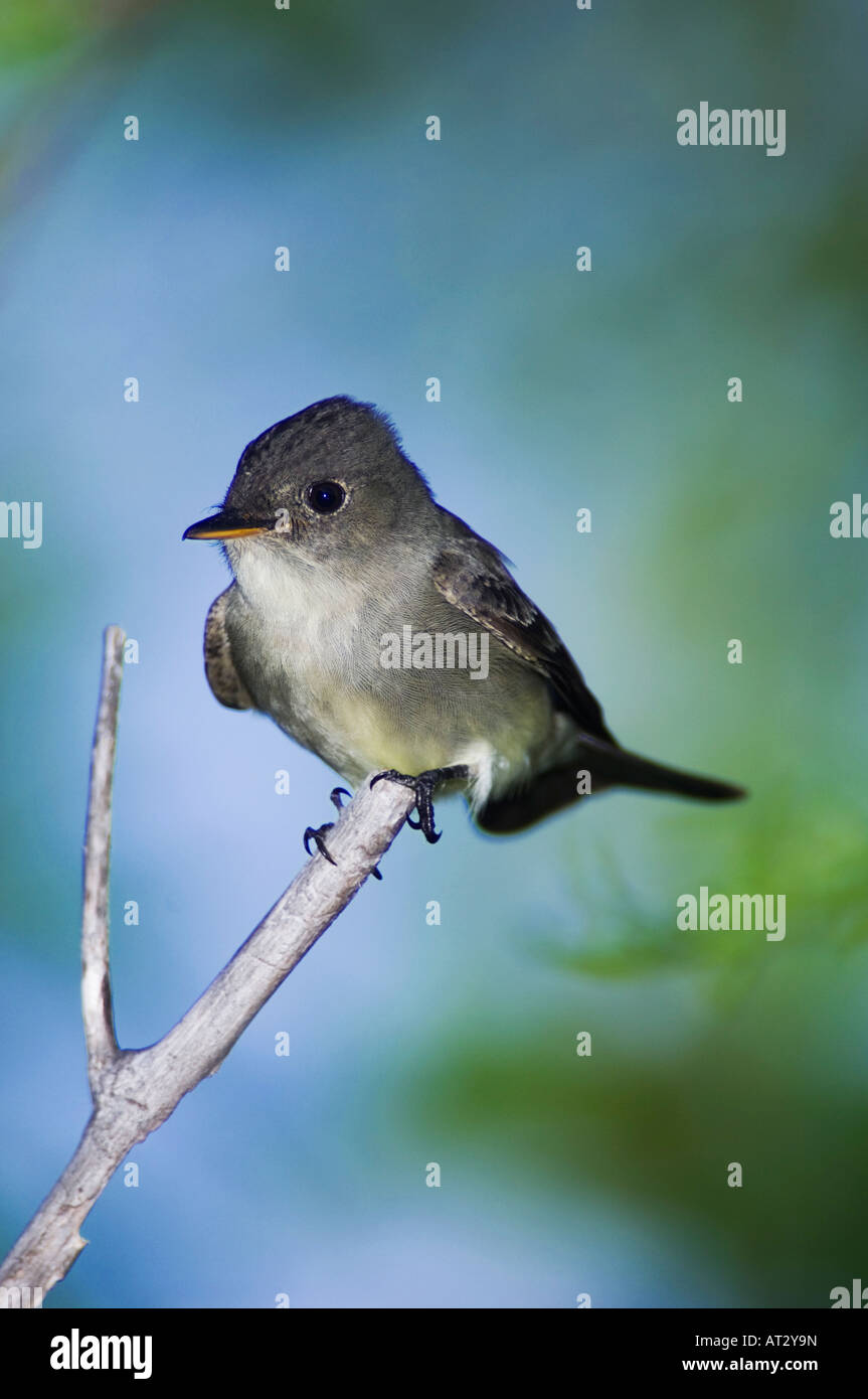 Eastern Wood-Pewee Contopus virens adult Port Aransas Texas USA May ...