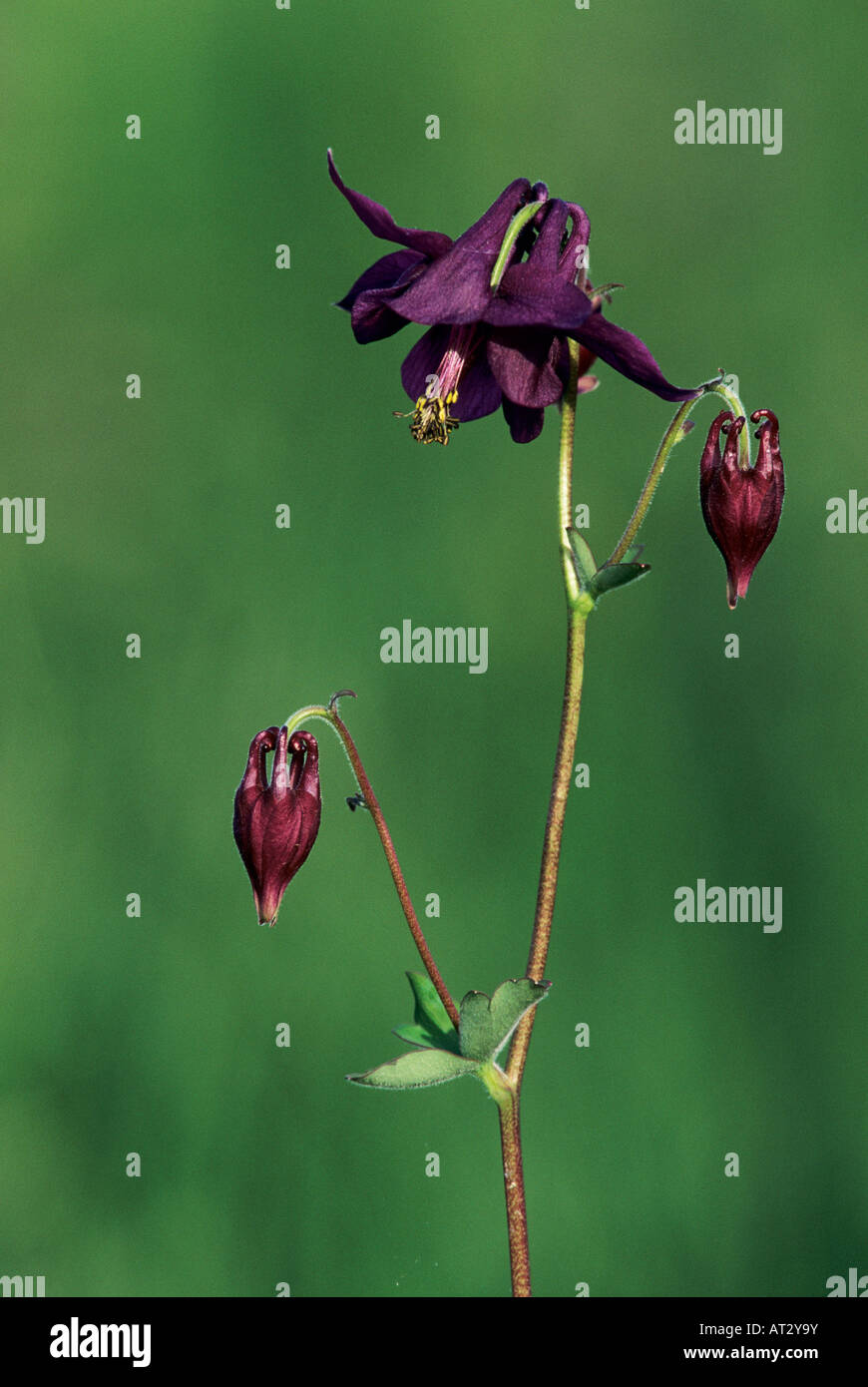 European columbine aquilegia vulgaris hi-res stock photography and ...