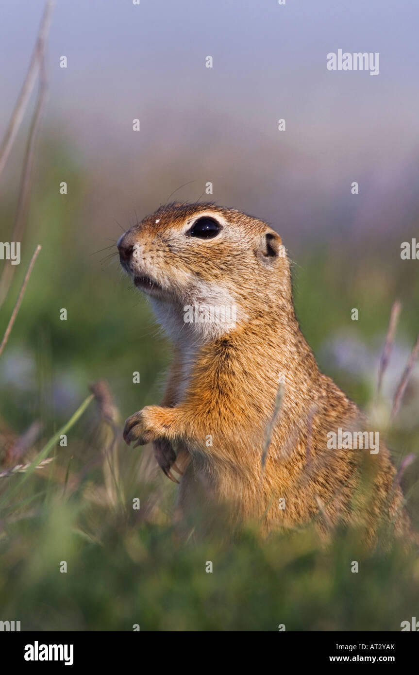 European Suslik Spermophilus citellus adult standing National Park Lake ...