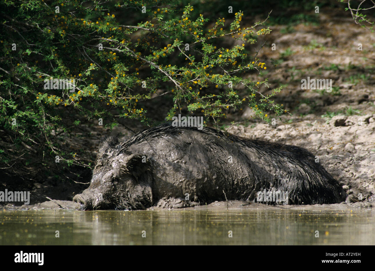 Feral Pig Sus scrofa adult in mud wallow Starr County Rio Grande Valley ...