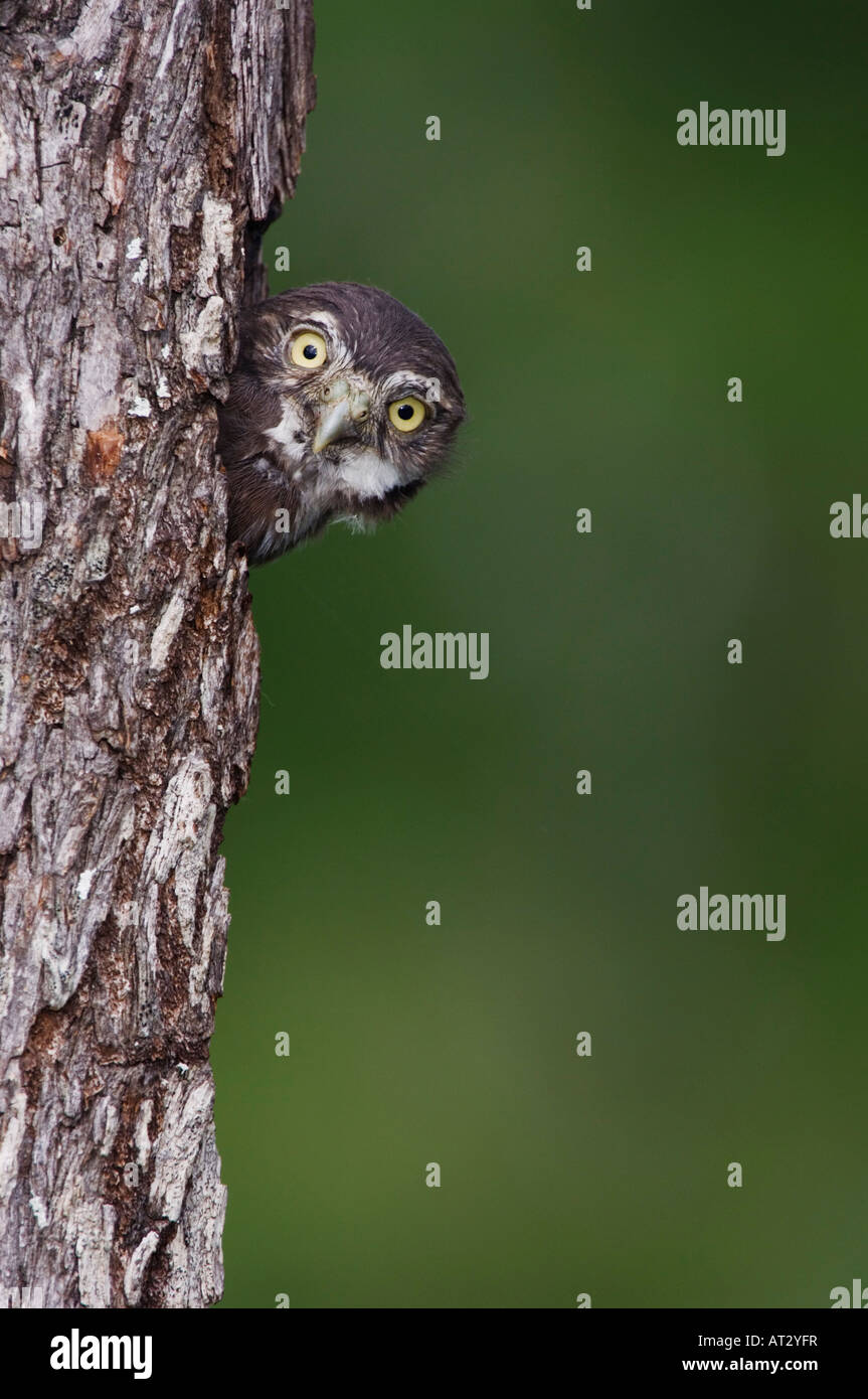 Ferruginous Pygmy-Owl Glaucidium brasilianum young looking out of ...