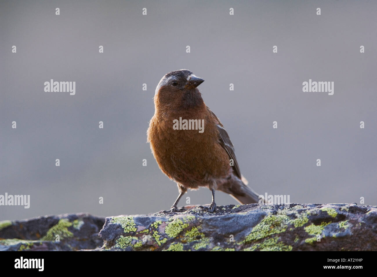 Logan finch hi-res stock photography and images - Alamy