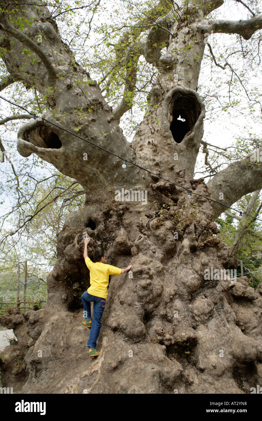 a young boy climbing a big sycamore tree in Krasi in the Province of ...