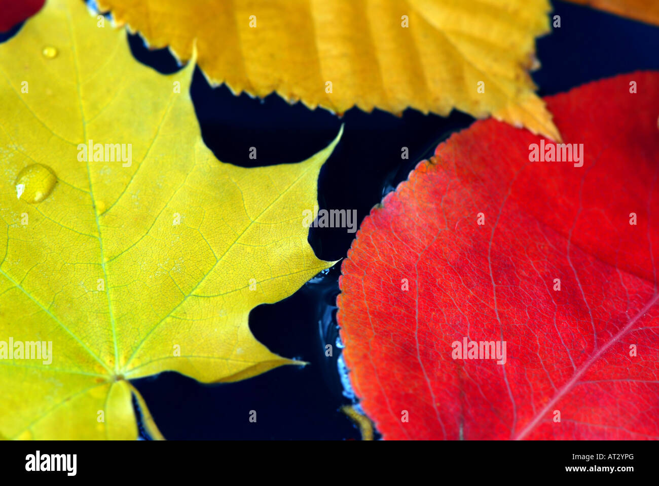 Abstract leaf shapes in various colors hi-res stock photography and images - Alamy