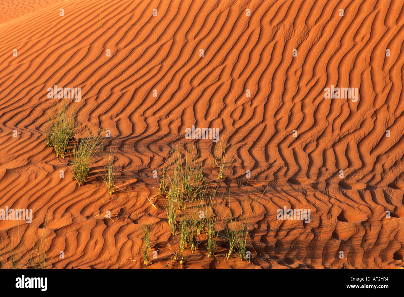 Sand dunes at Al Hayer near Dubai United Arab Emirates Stock Photo - Alamy
