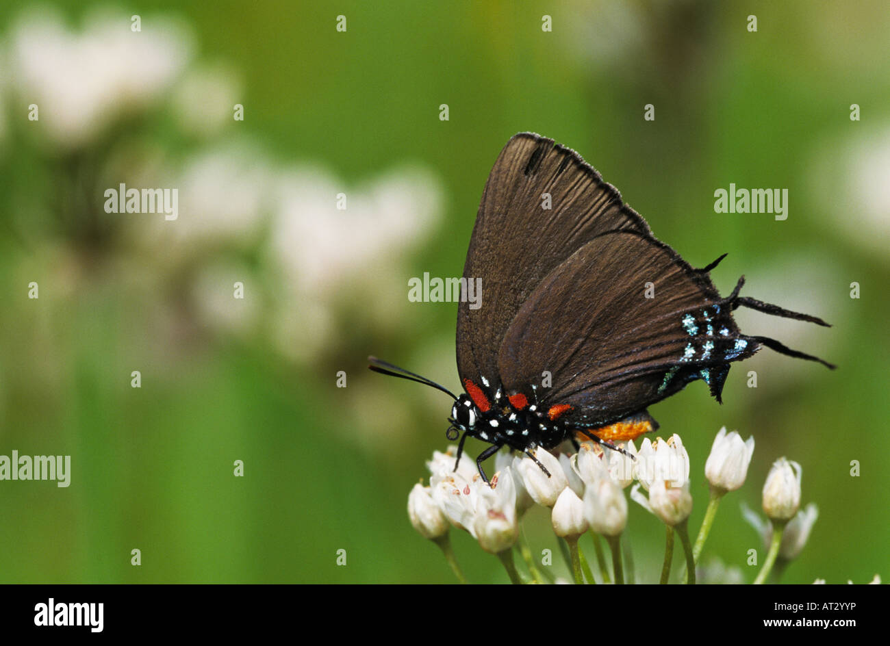 Great Purple Hairstreak Atlides halesus male on False Garlic ...