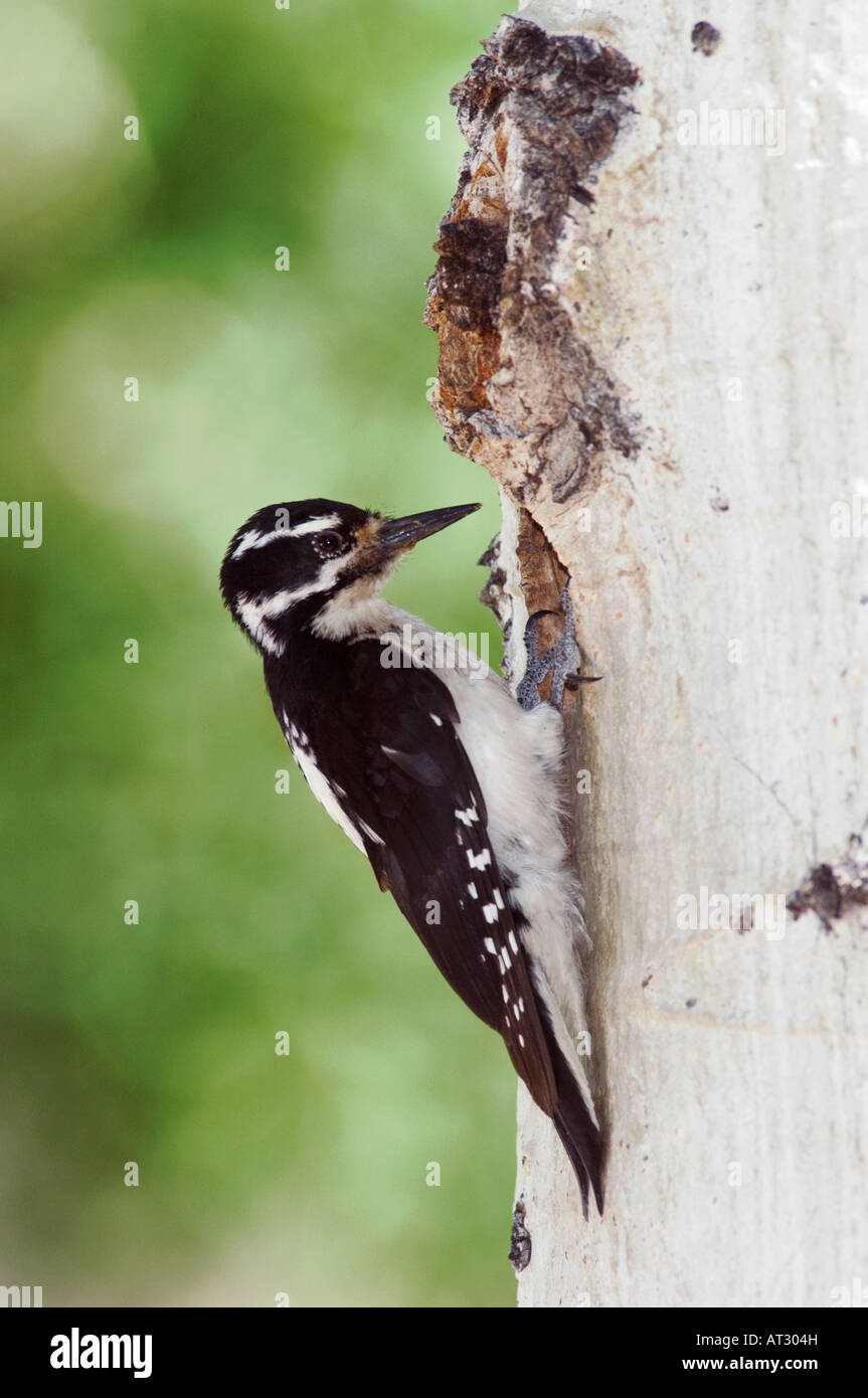 Hairy Woodpecker Picoides villosus adult female at nesting cavity in ...