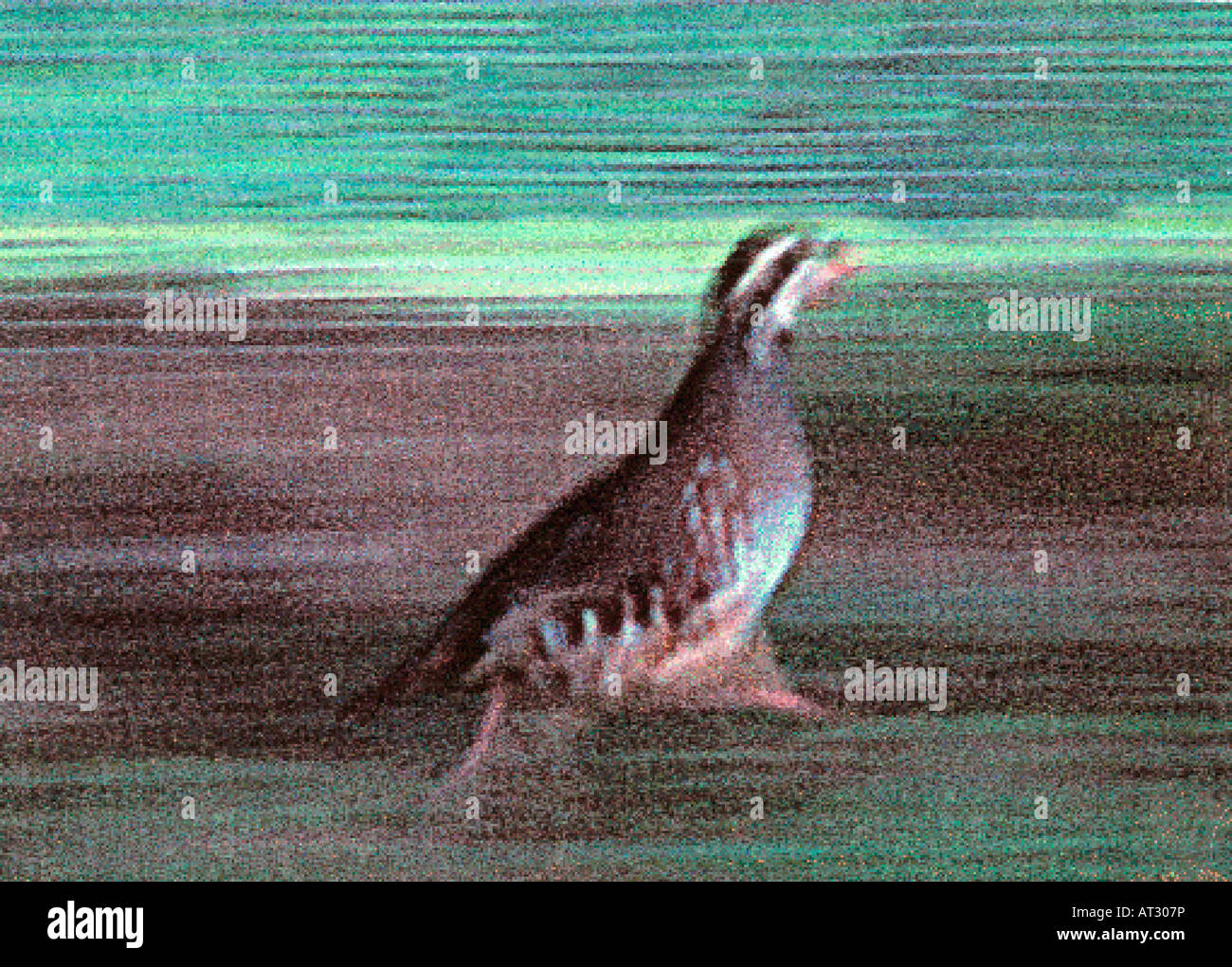 perdrix rouge Rothuhn Red legged Partridge French Partridge Alectoris ...