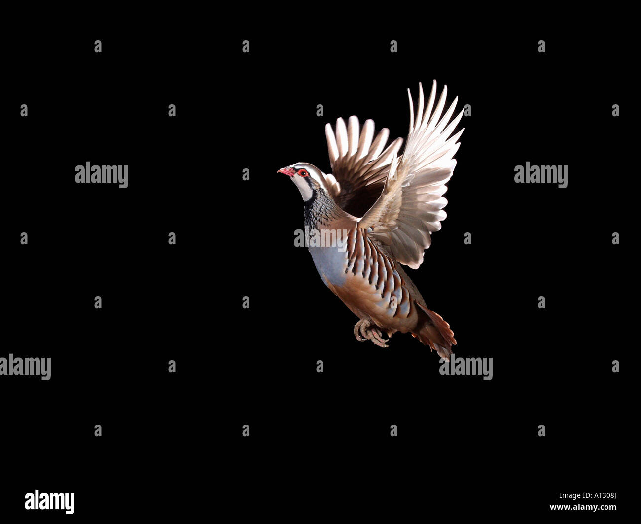 perdrix rouge Rothuhn Red legged Partridge French Partridge Alectoris ...