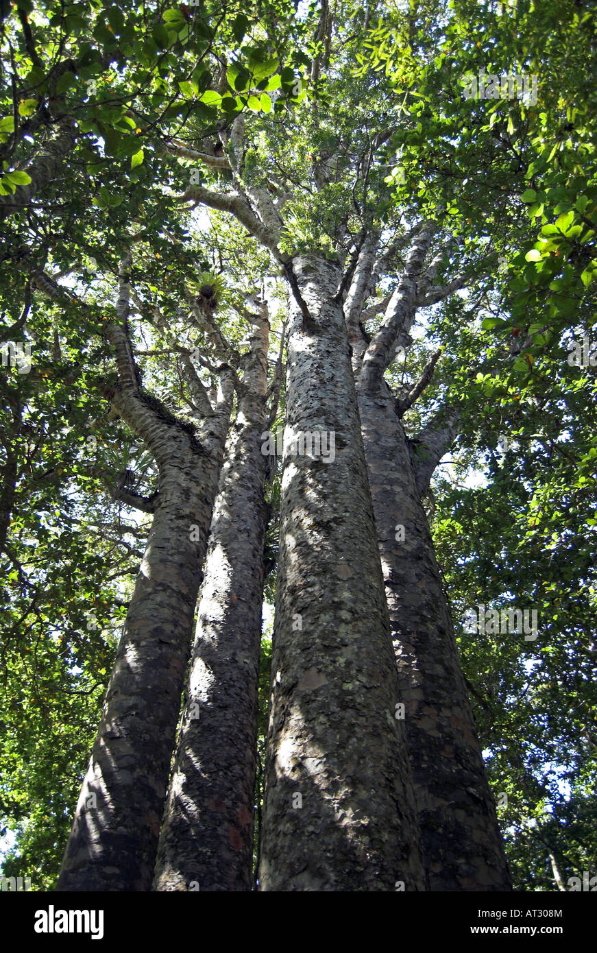 The Four Sisters Kauri trees in Waipoua Kauri Forest, New Zealand Stock ...