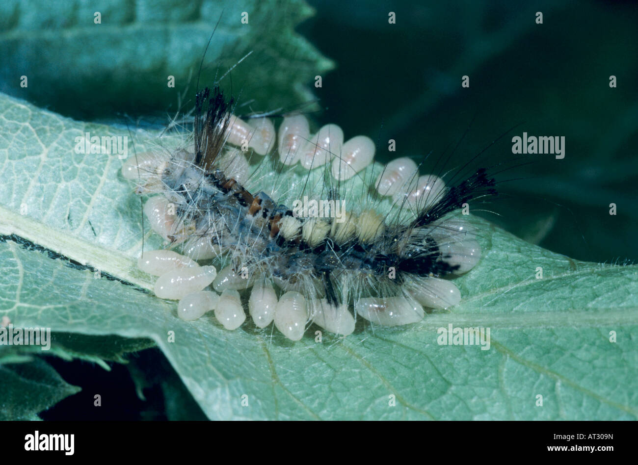 Ichneumonid Wasp Ichneumonidae Larvas Emerging From Caterpillar Host
