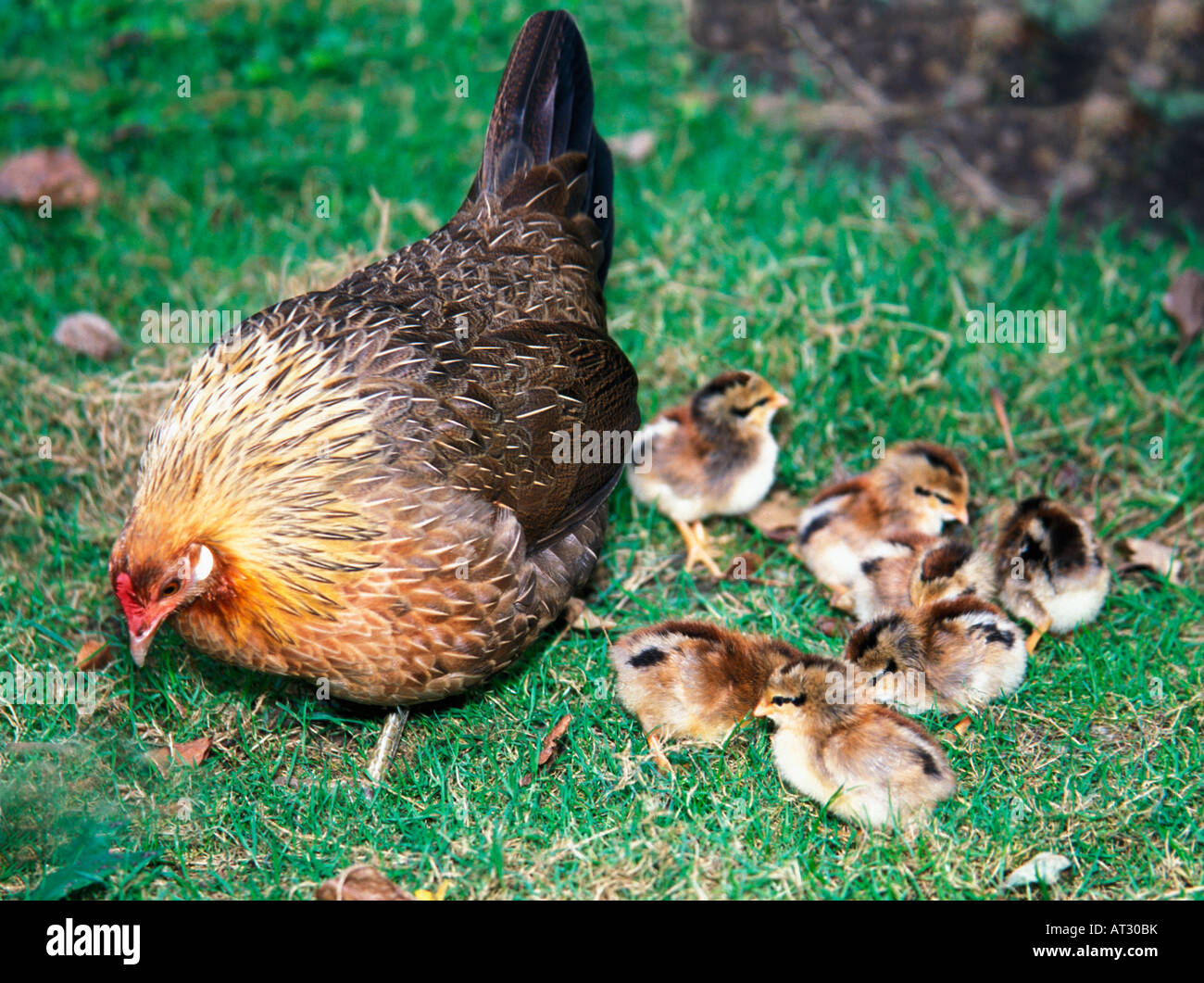 Poule et ses poussins dans l herbe France Agriculture Agricultures ...