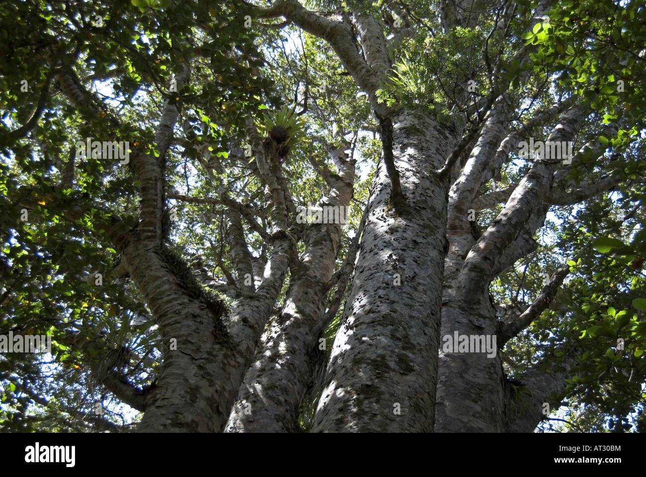 Maori forest god hi-res stock photography and images - Alamy