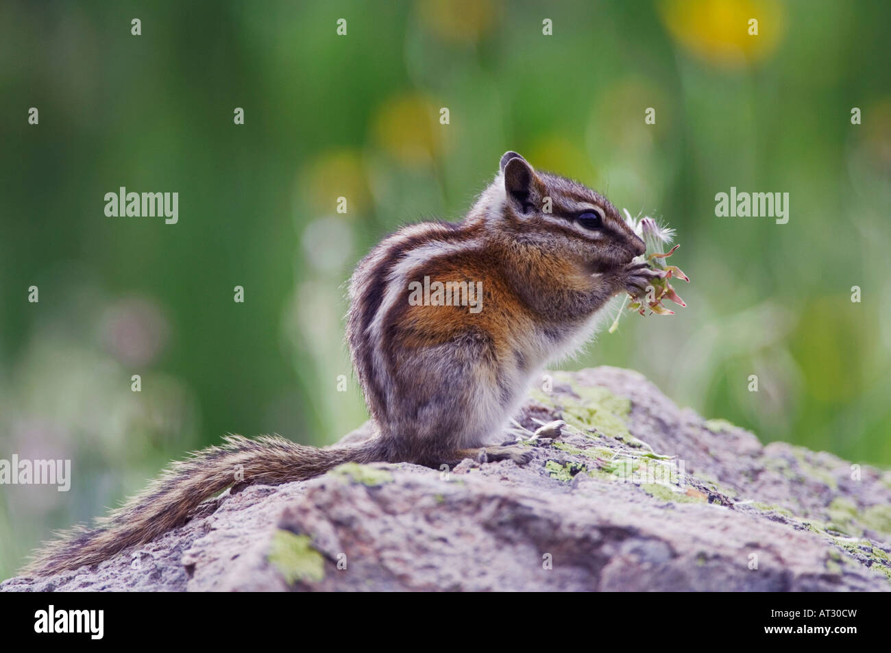 Least Chipmunk Tamias minimus adult eating wildflowers Ouray San Juan ...