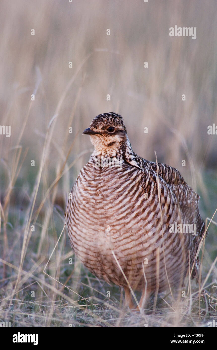 Lesser Prairie-Chicken Tympanuchus pallidicinctus female Canadian ...