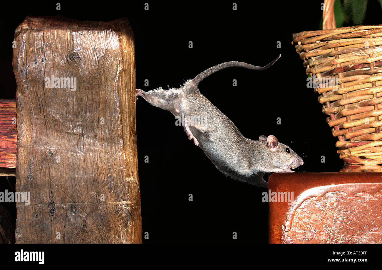 Surmulot ou rat degout wanderratte Brown Rat Common Rat Norway Rat ...
