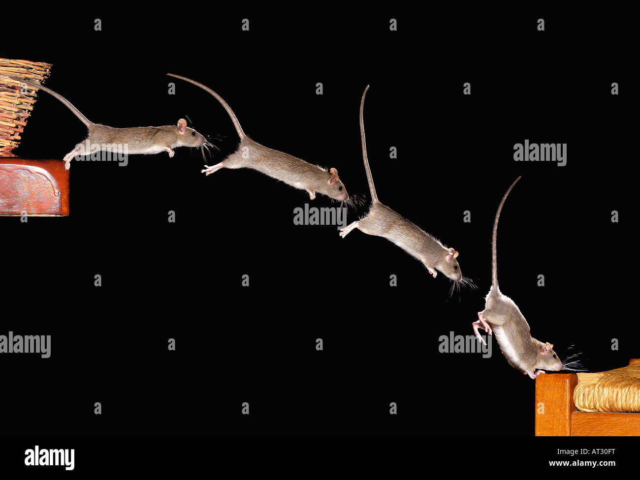 Surmulot ou rat d gout wanderratte Brown Rat Common Rat Surmulot ou rat ...