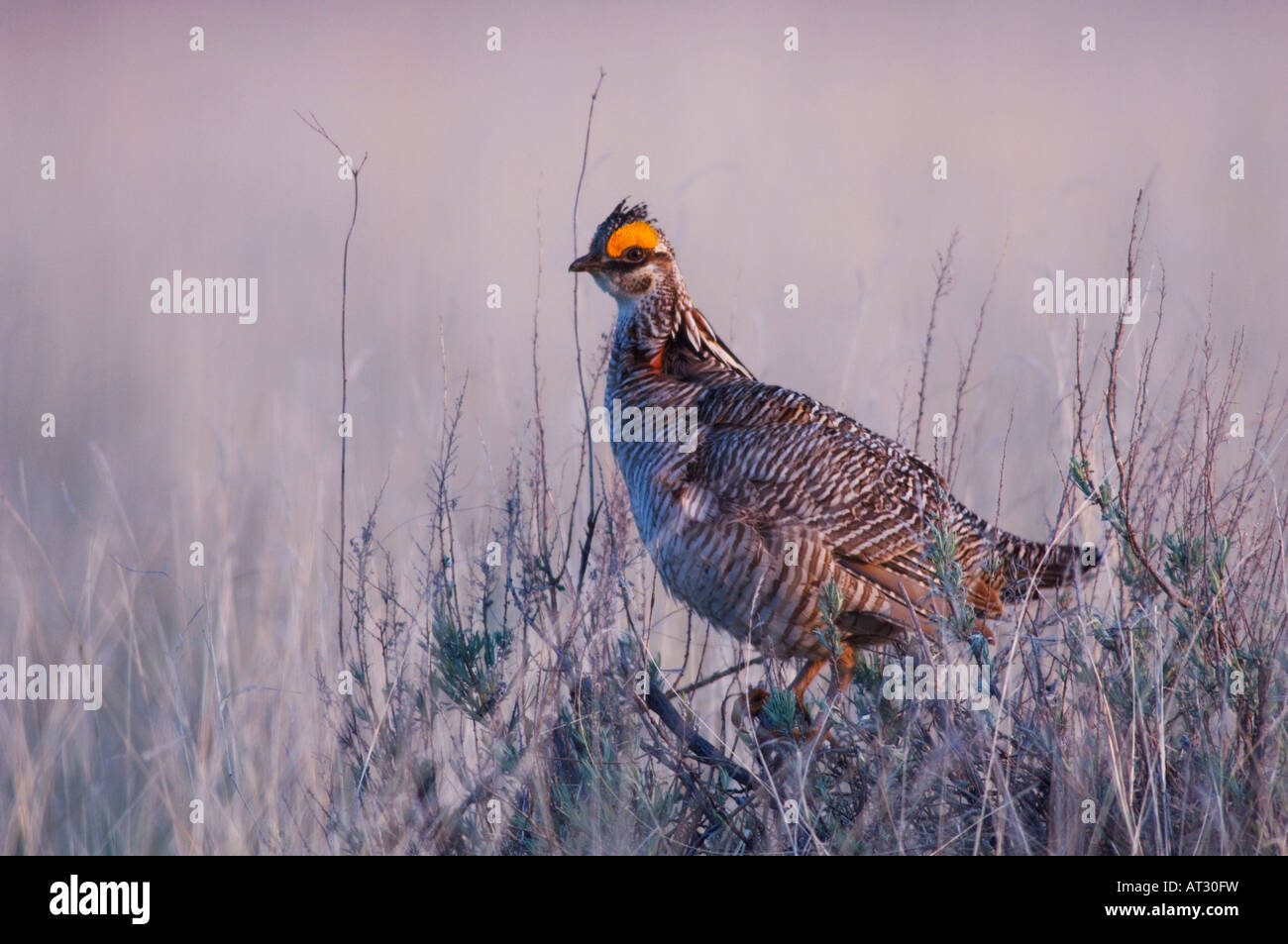 Lesser Prairie-Chicken Tympanuchus pallidicinctus male perched Canadian ...