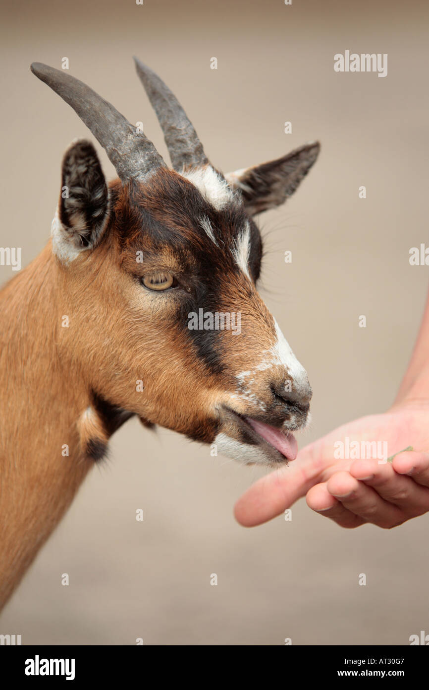 a goat licking a child´s hand Stock Photo - Alamy