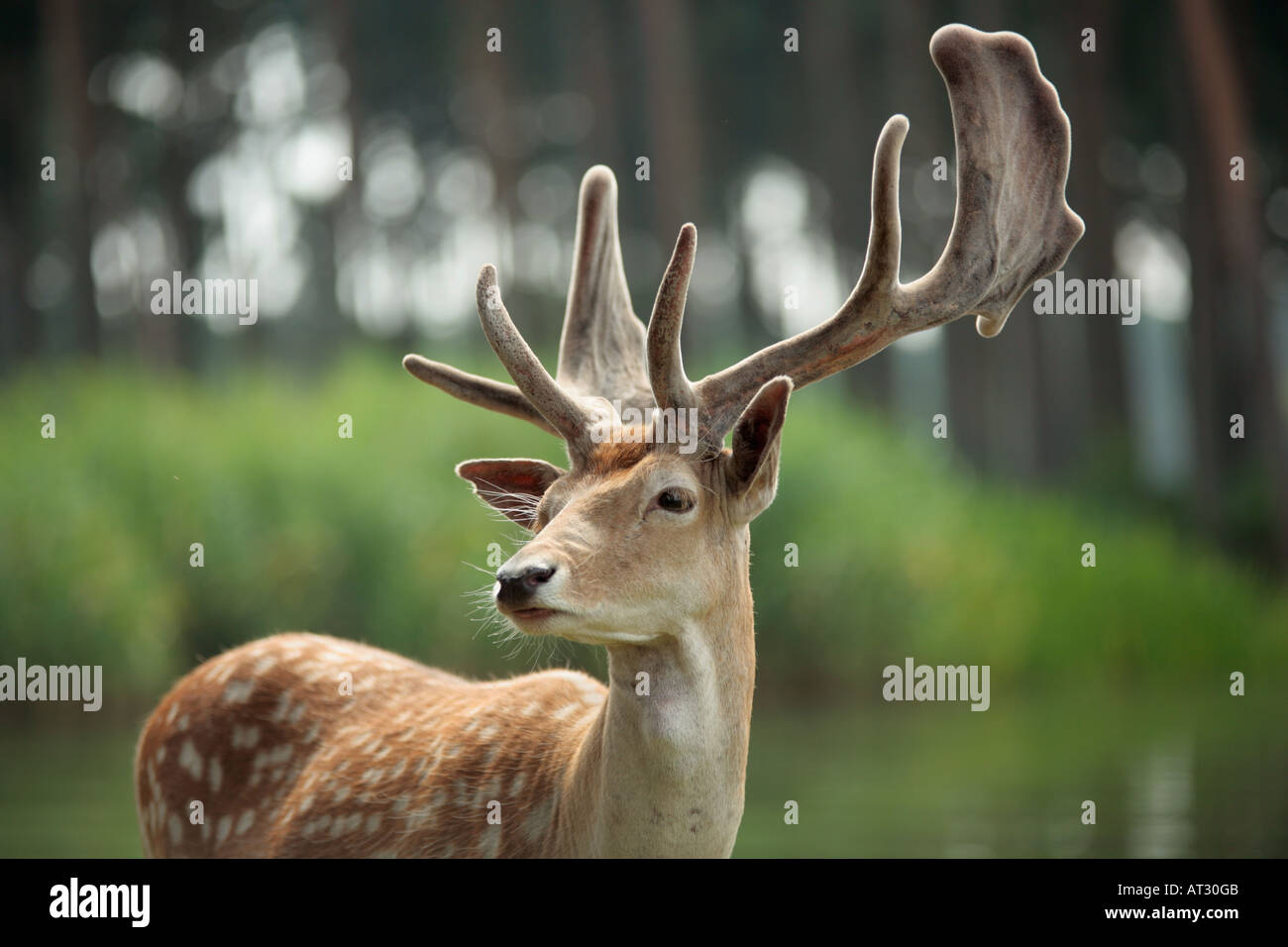 Roebuck and doe hi-res stock photography and images - Alamy