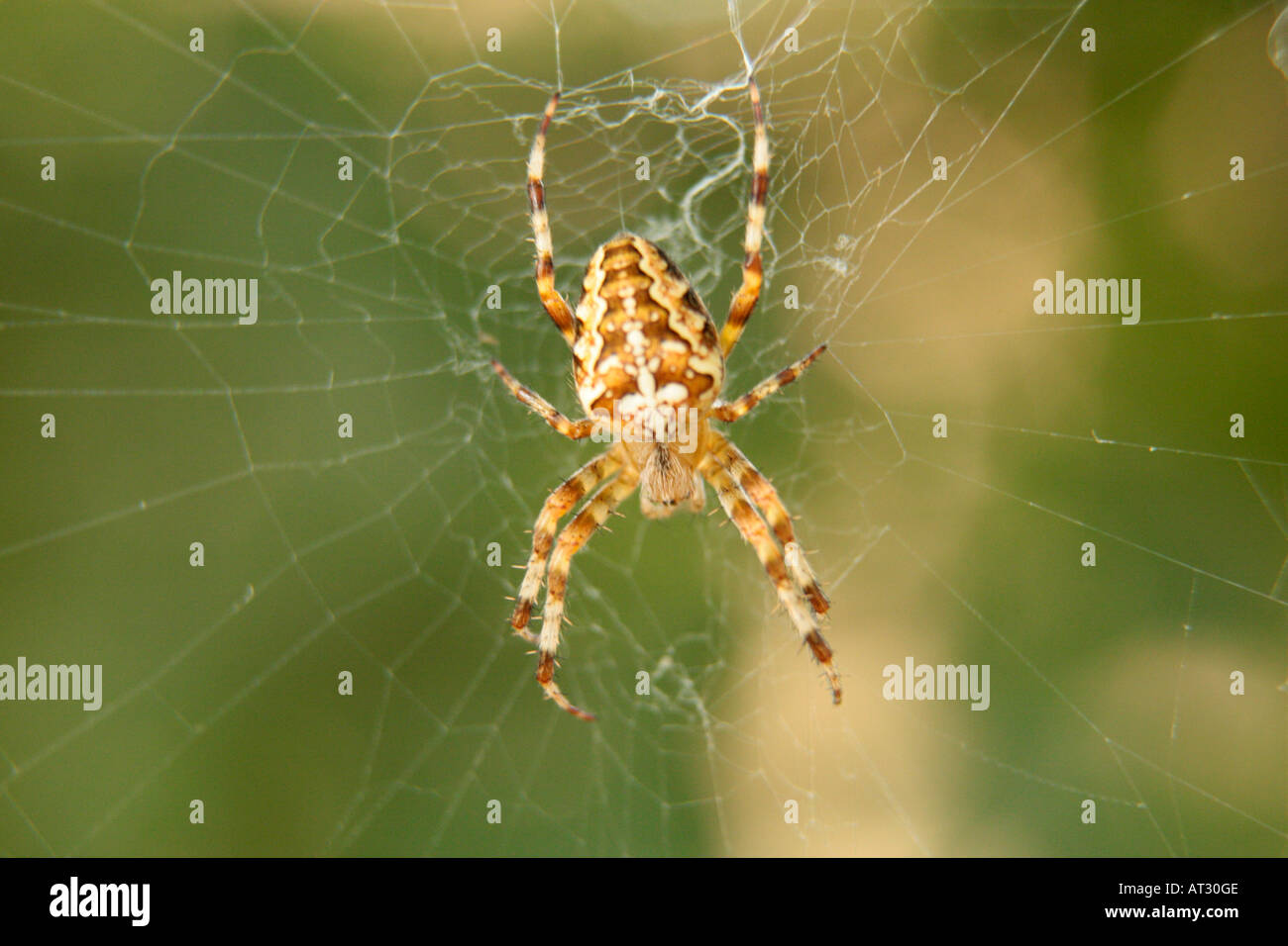 garden spider in its net Stock Photo - Alamy
