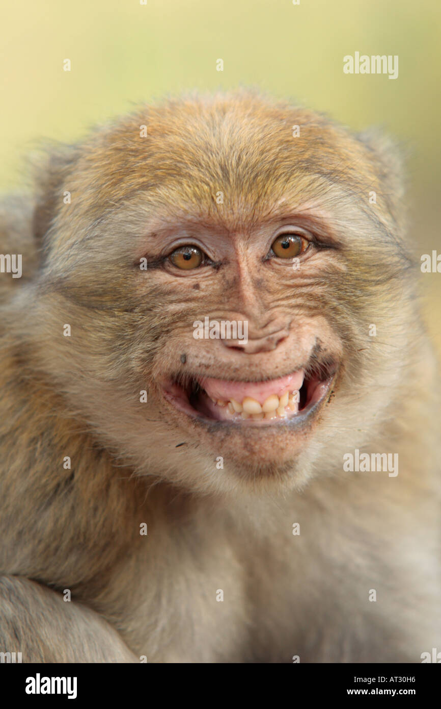 portrait of a barbary ape baring its teeth Stock Photo - Alamy