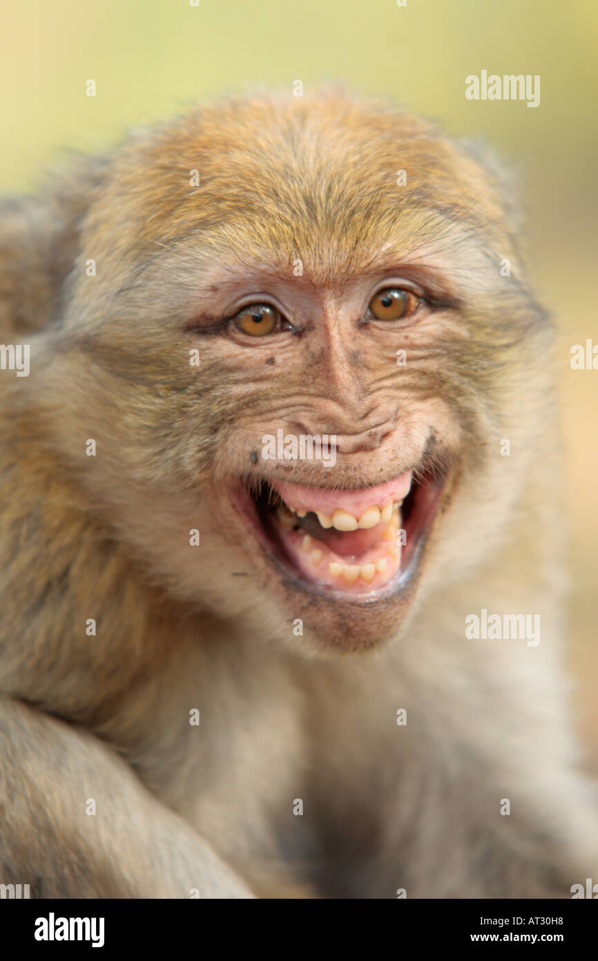 portrait of a barbary ape baring its teeth Stock Photo - Alamy