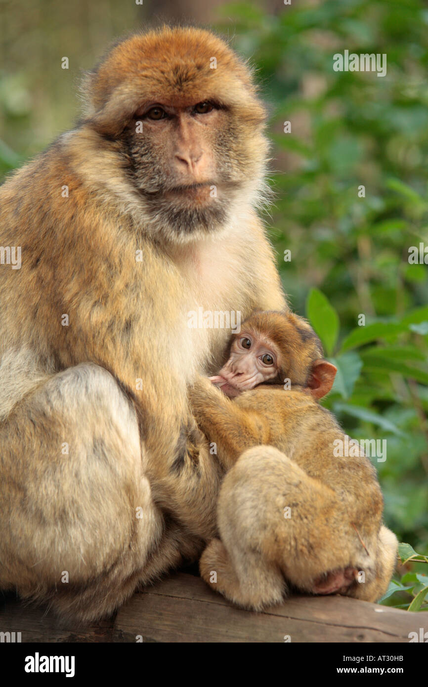 a barbary ape with a child Stock Photo - Alamy