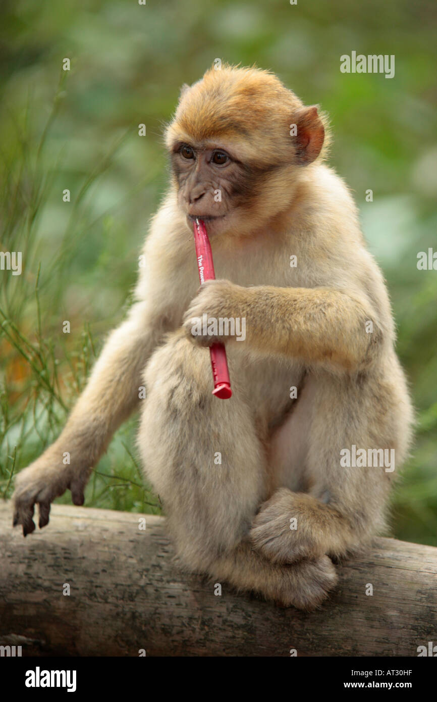 a young barbary ape sucking at a pen it has just stolen Stock Photo - Alamy