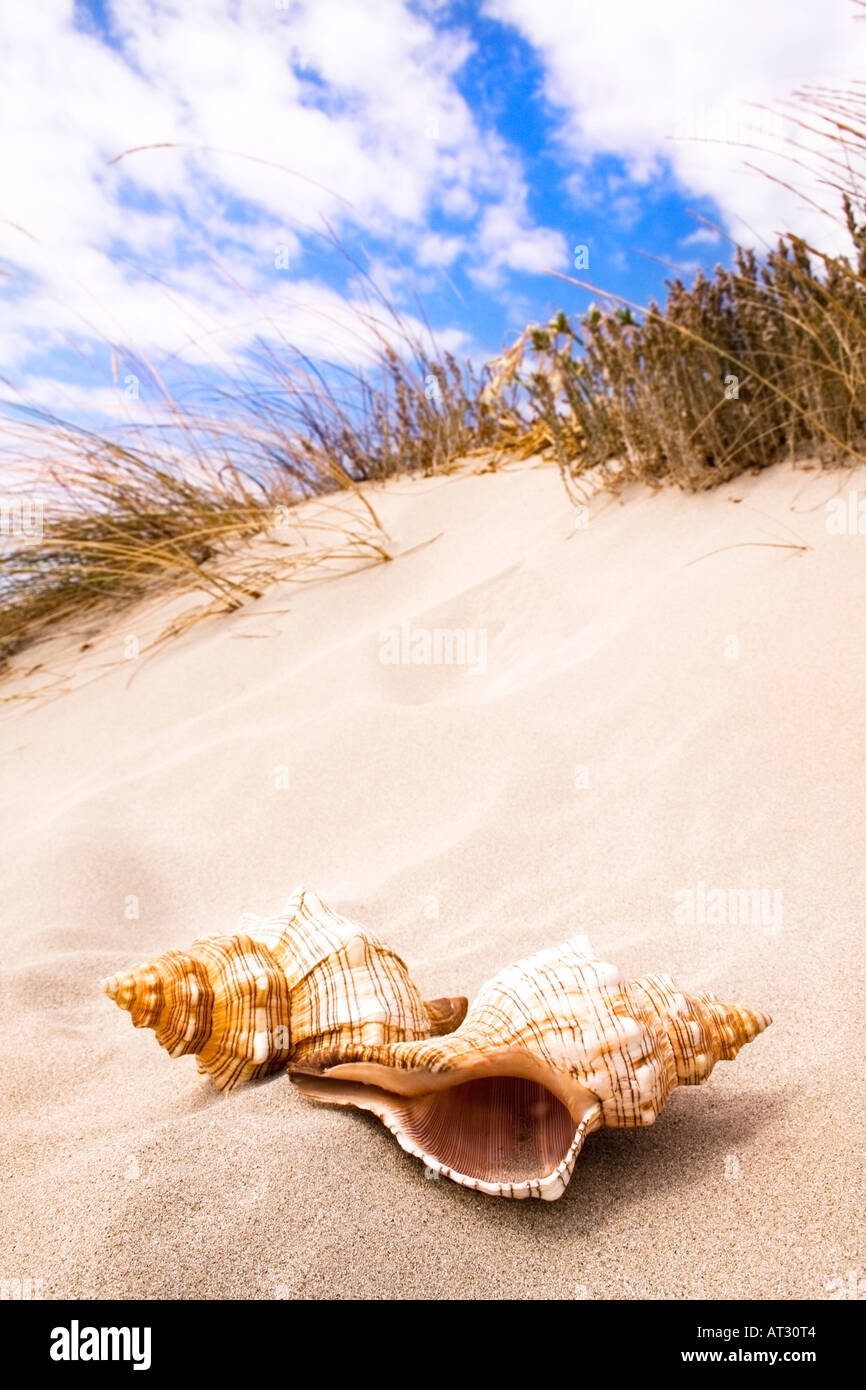 two shells on sandy beach Stock Photo - Alamy