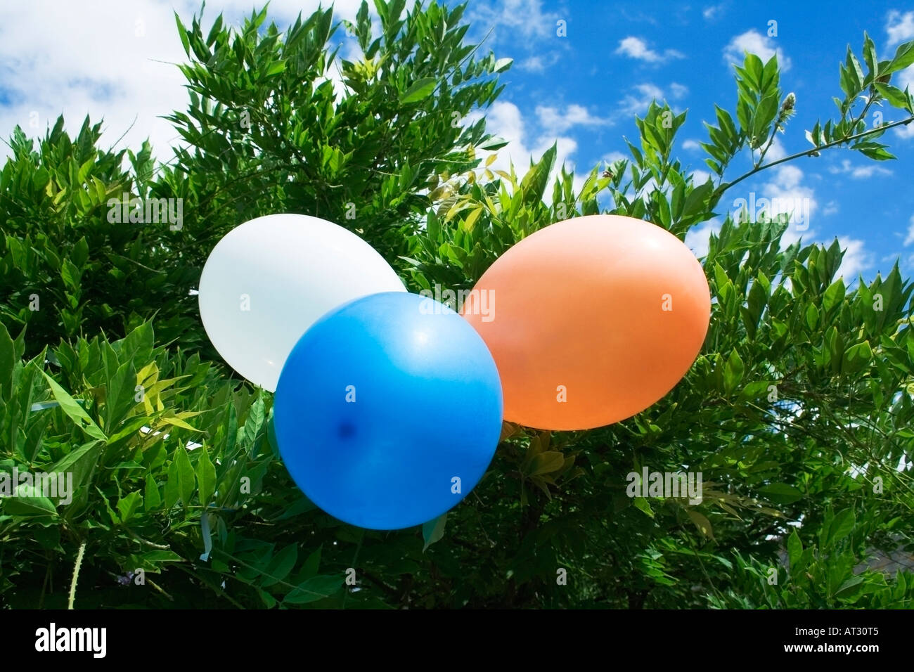 three party balloons tied to tree Stock Photo - Alamy