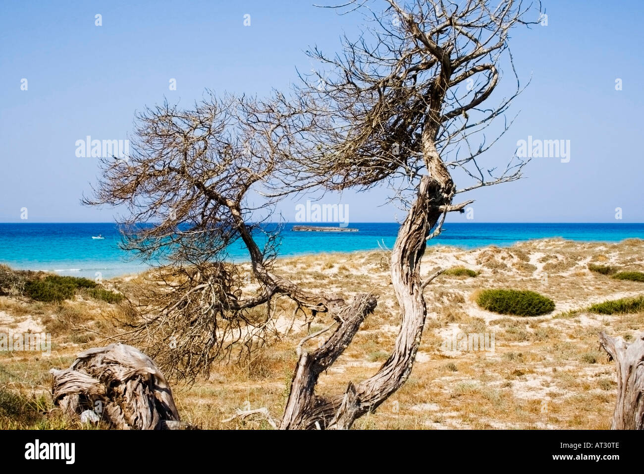Wind beaten tree hi-res stock photography and images - Alamy