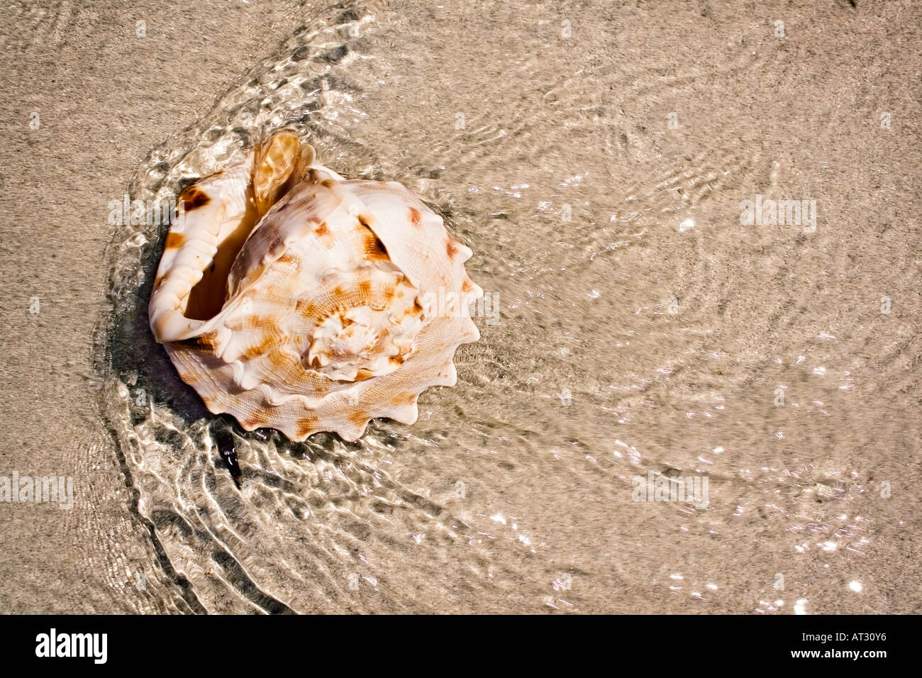Water edge shell hi-res stock photography and images - Alamy
