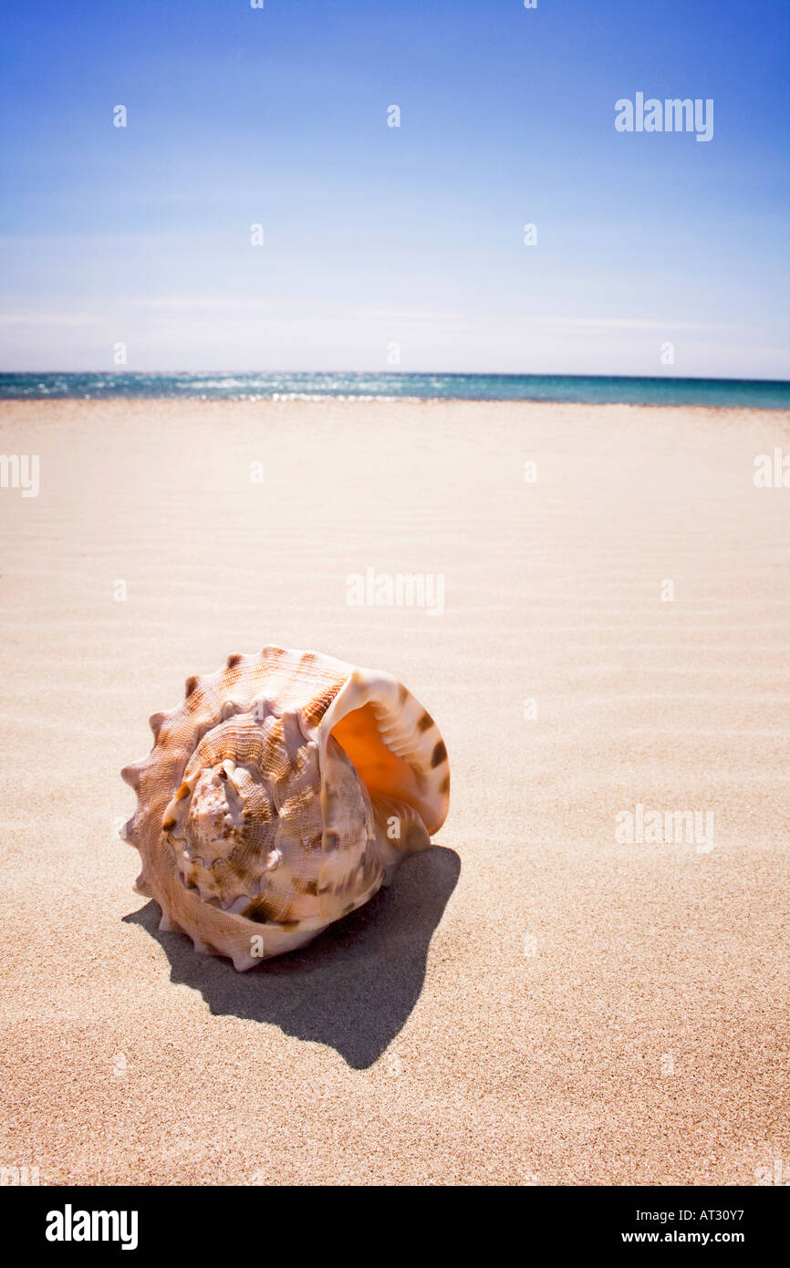 shell on beach Stock Photo - Alamy
