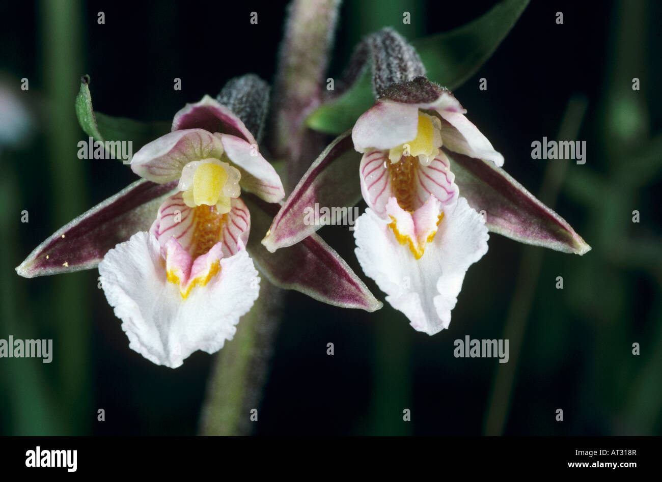 Marsh Helleborine Epipactis palustris blossom Oberaegeri Switzerland ...
