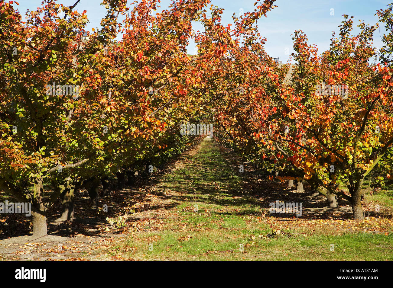 Orchard Bay View napier Hawkes Bay North Island New Zealand Stock Photo ...