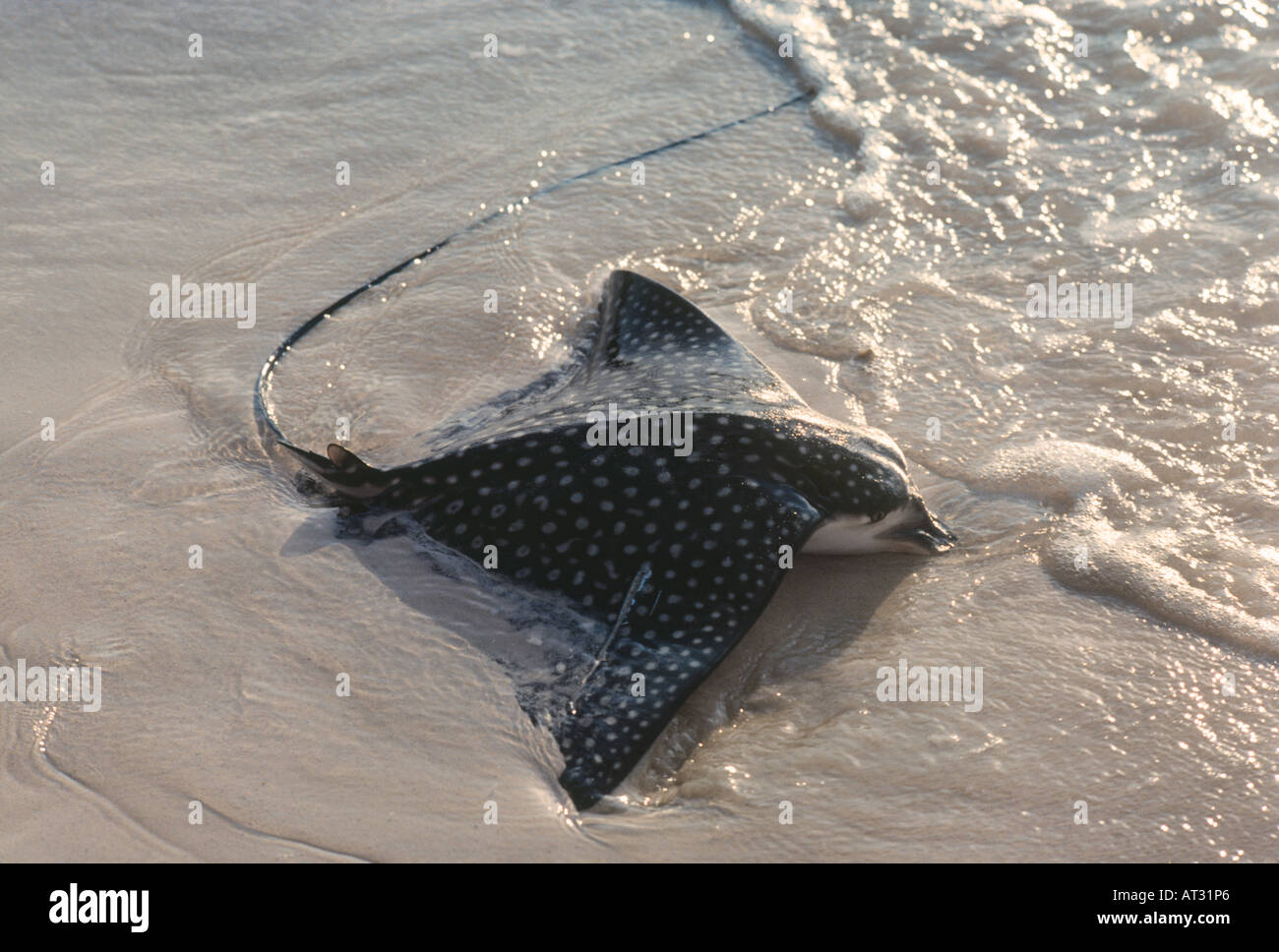 Stingray resting in surf on beach in Bahamas, Atlantic Ocean Stock ...