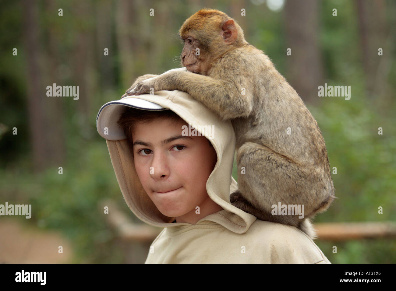 a magot sitting on a boy´s back Stock Photo - Alamy