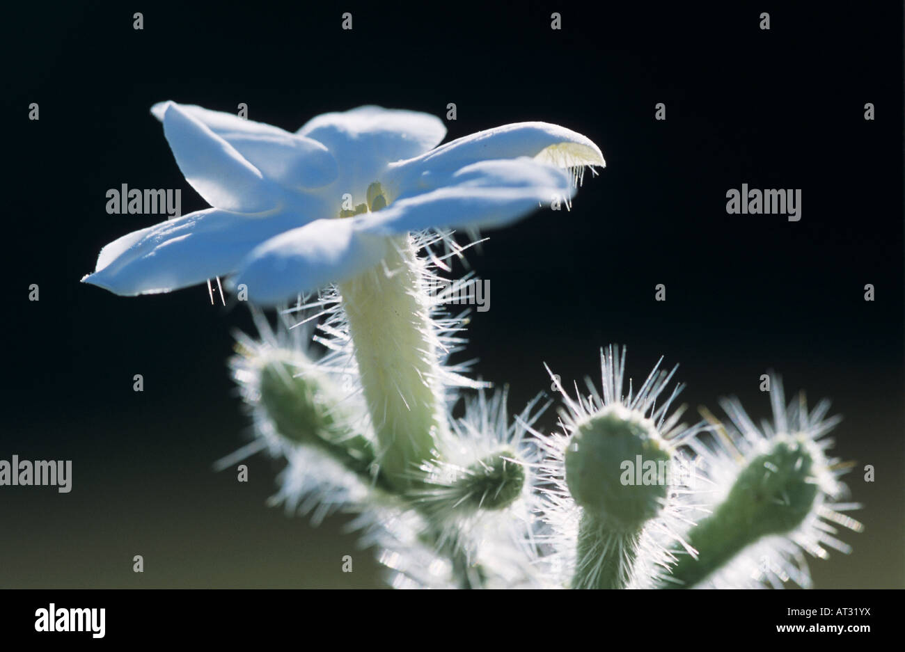 Bull Nettle Cnidoscolus texanus blooming Welder Wildlife Refuge Sinton ...