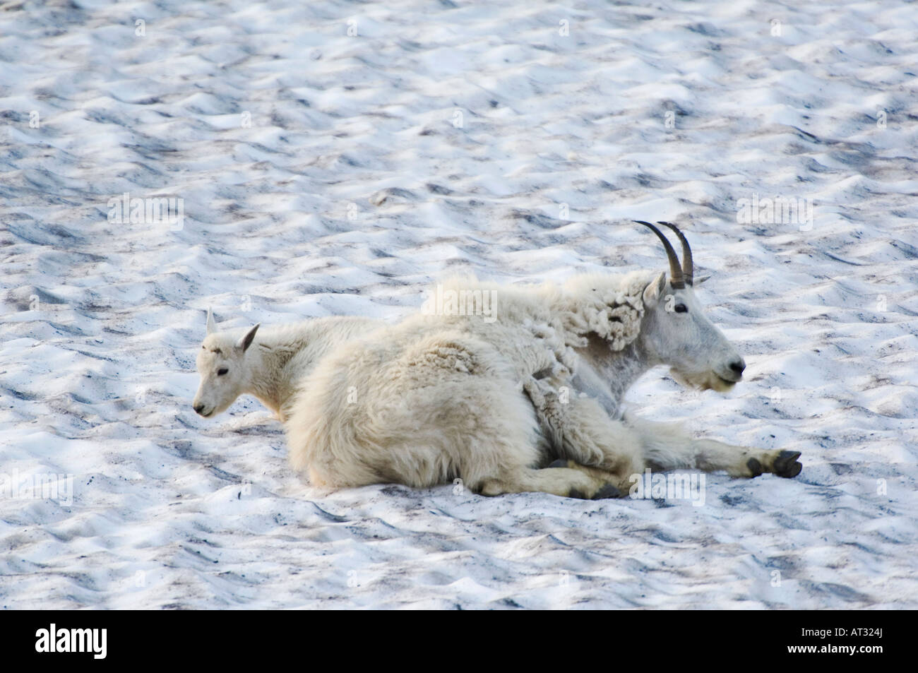 White goat logan pass hi-res stock photography and images - Alamy