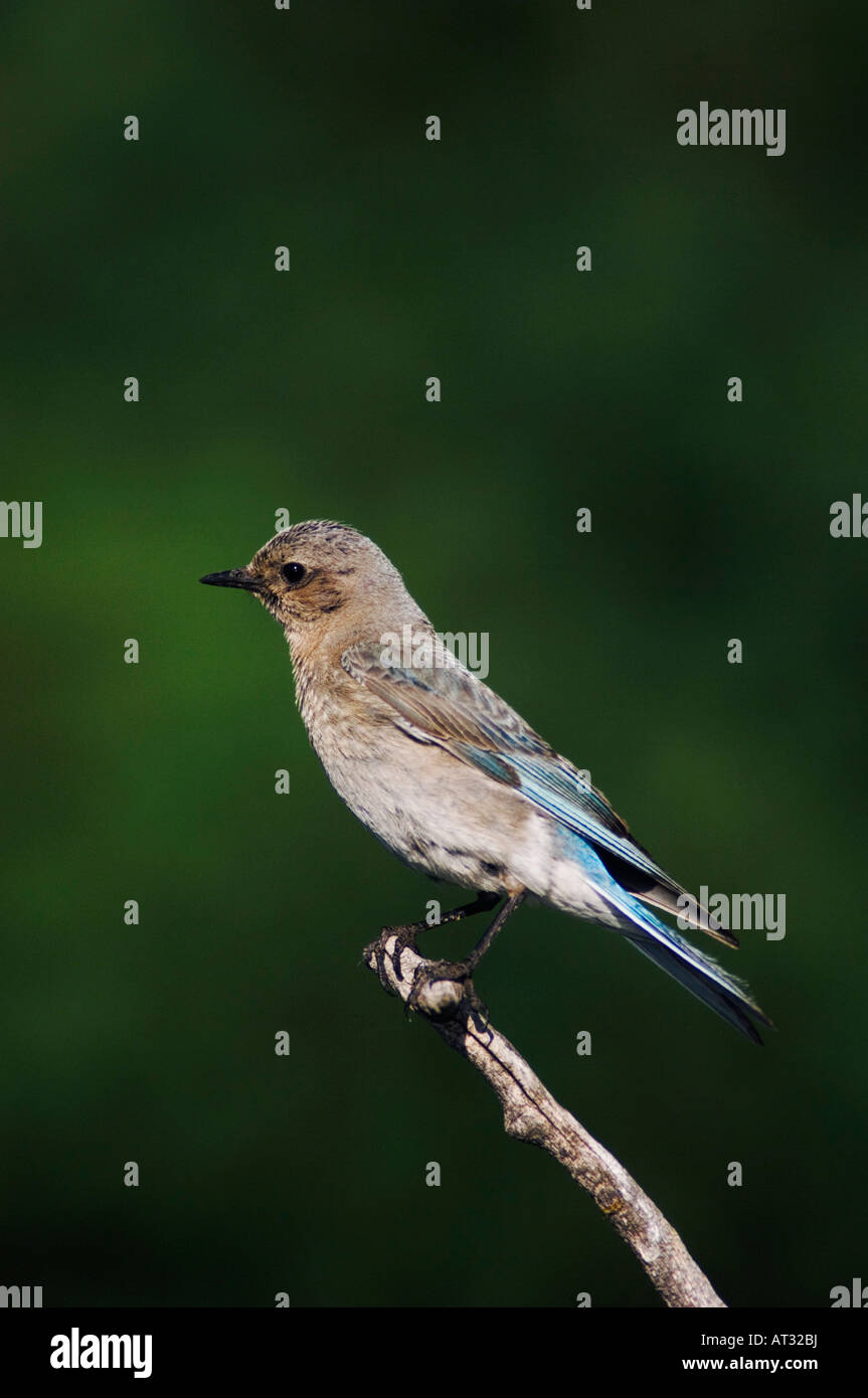 Rocky mountain birds Cut Out Stock Images & Pictures - Alamy