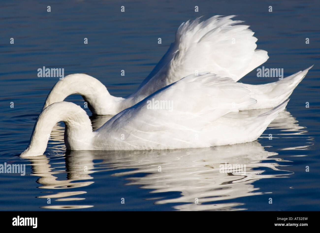 Two mute swans (Cygnus olor) with heads under water Stock Photo - Alamy
