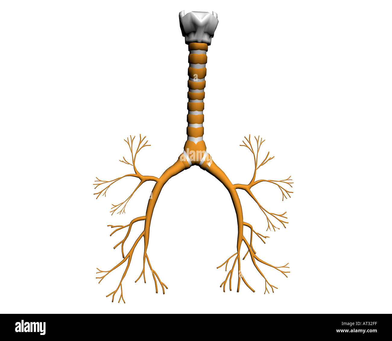 Bronchial tree hi-res stock photography and images - Alamy