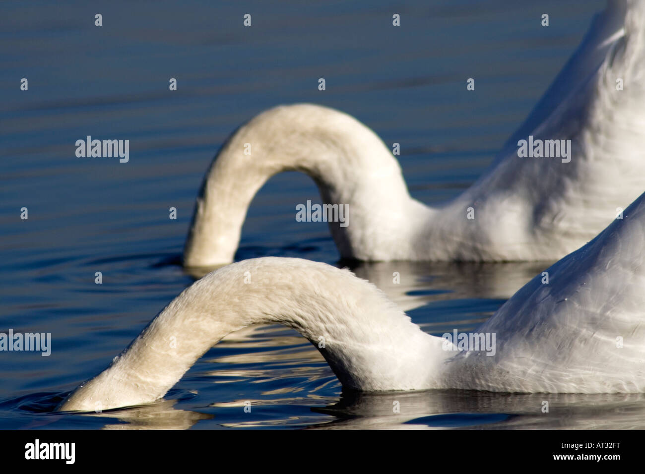 Two swan heads hi-res stock photography and images - Alamy